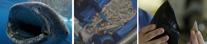 Discovery’s Original Special SEA MONSTERS: THE DEFINITIVE GUIDE Plunges ...