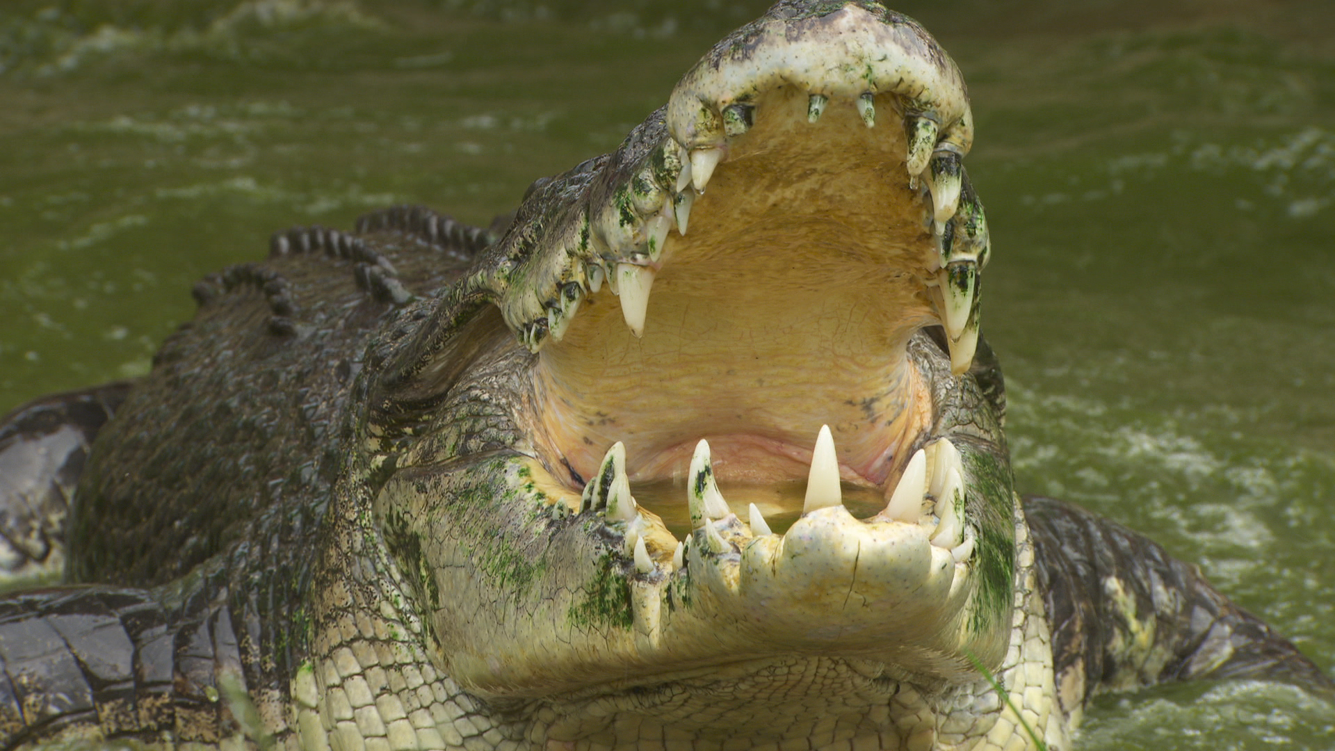 MONSTER WEEK, Animal Planet’s Most-Anticipated Television Event Returns ...