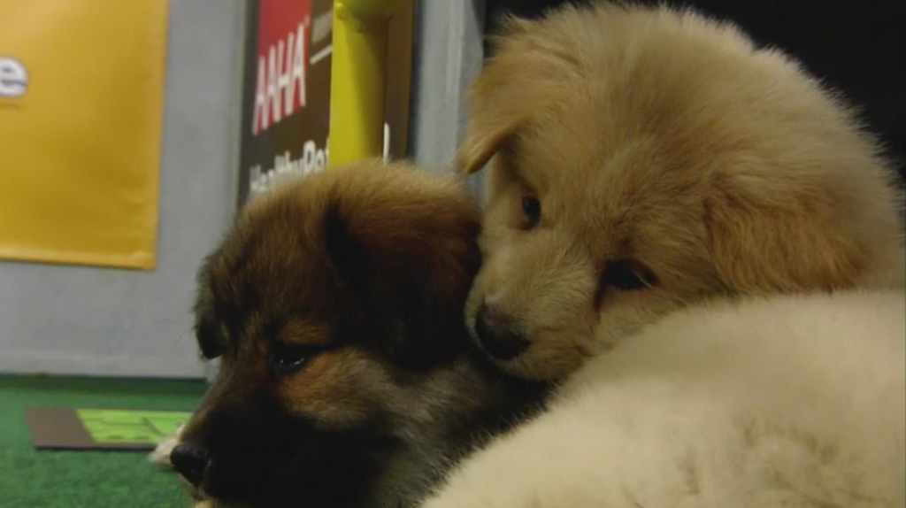 Too Cute! The 10 Most Cuddly Moments in Puppy Bowl History - Bell Media