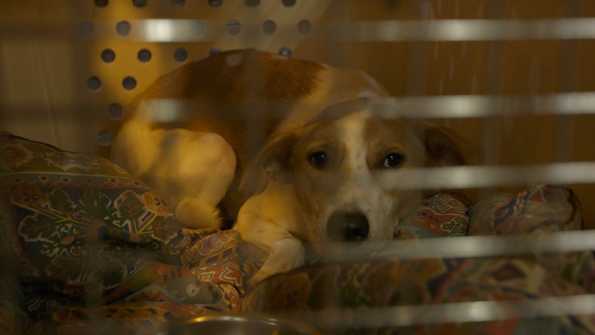 Dog Tales Rescue | CTV Life Channel | The Lede