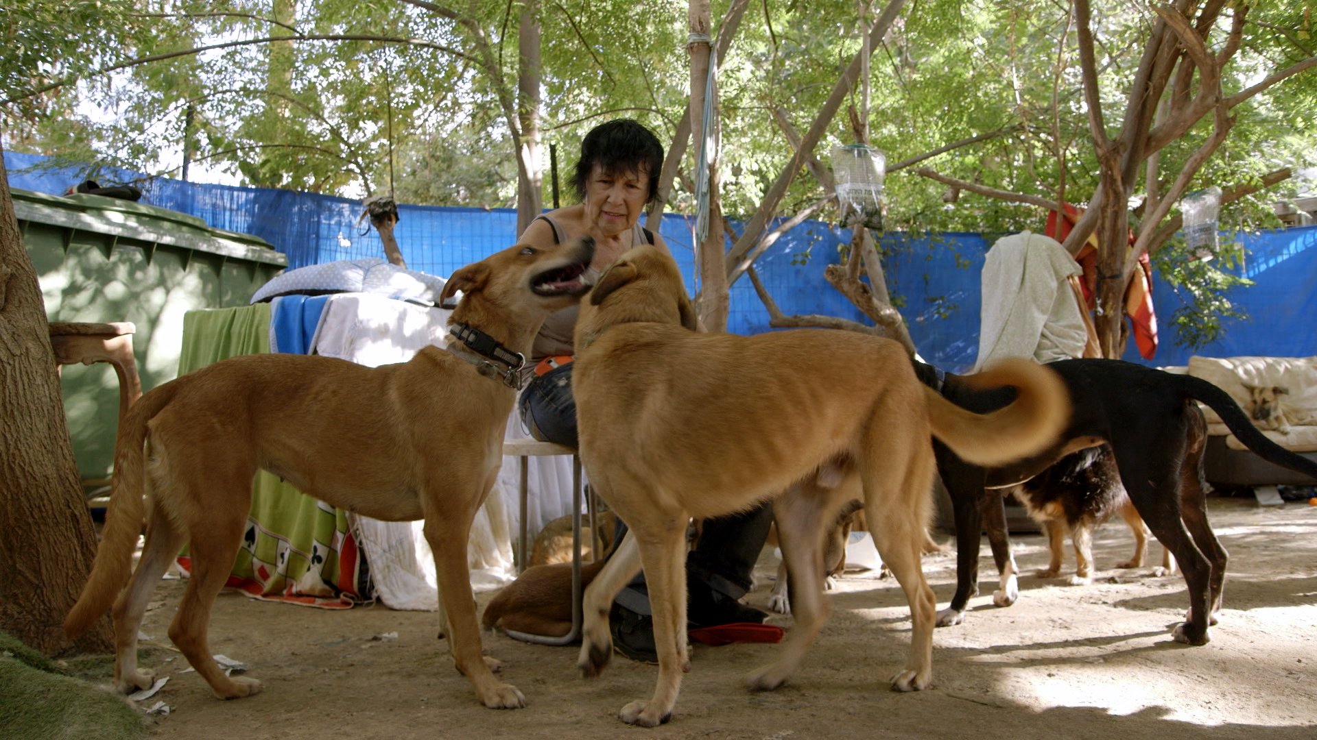 Dog Tales Rescue | CTV Life Channel | The Lede