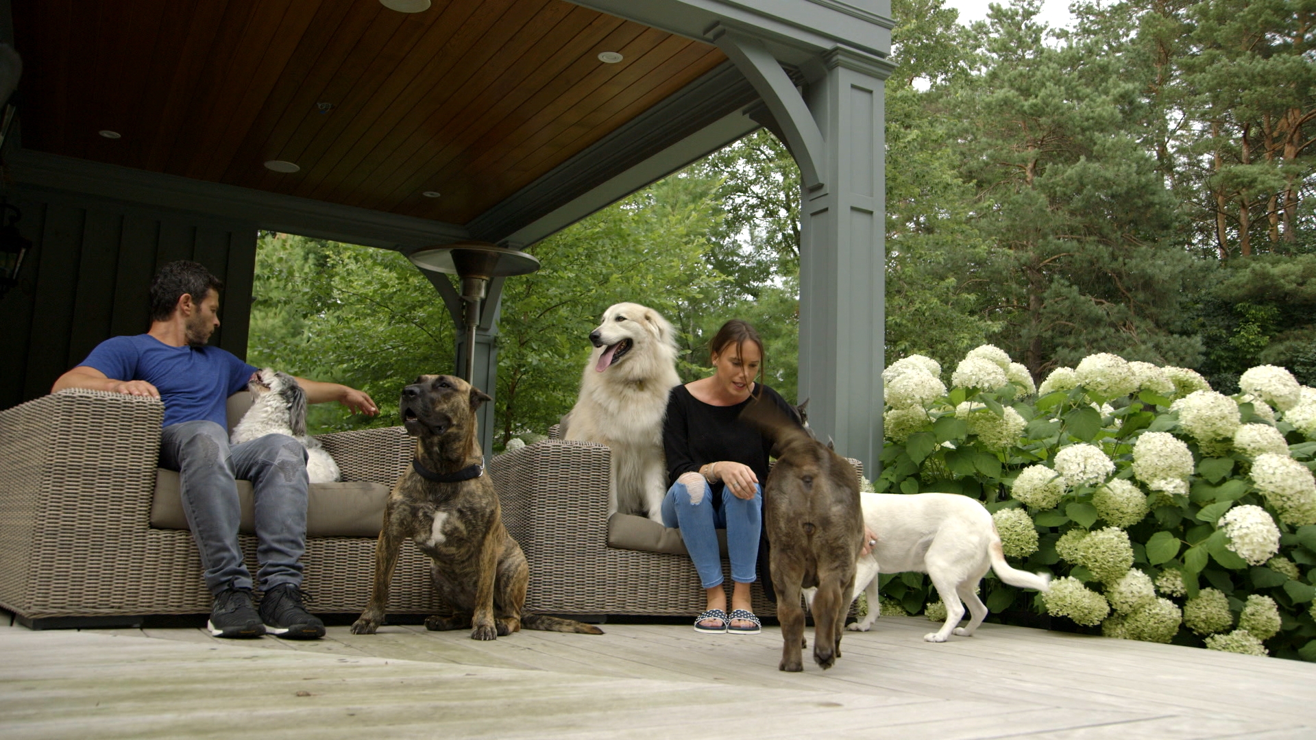 Dog Tales Rescue | CTV Life Channel | The Lede