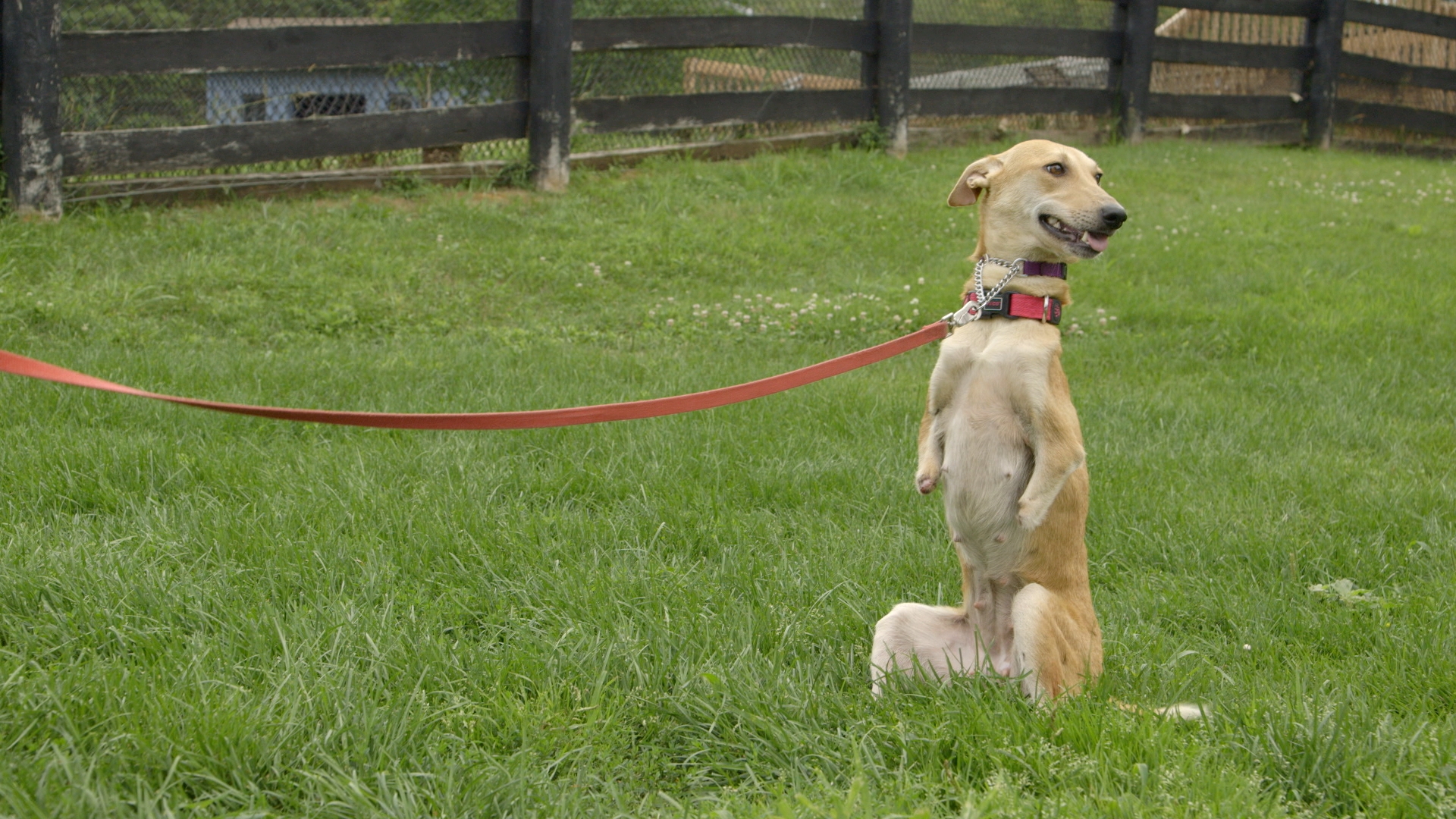 Dog Tales Rescue | CTV Life Channel | The Lede