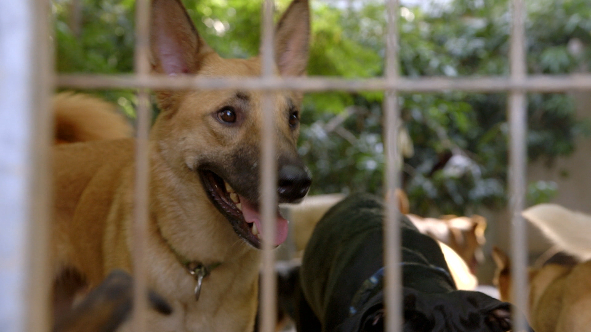 Dog Tales Rescue | CTV Life Channel | The Lede