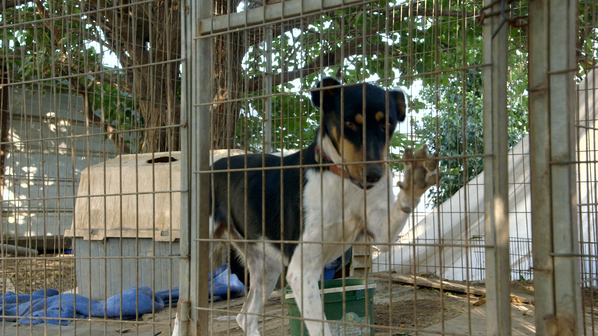 Dog Tales Rescue | CTV Life Channel | The Lede
