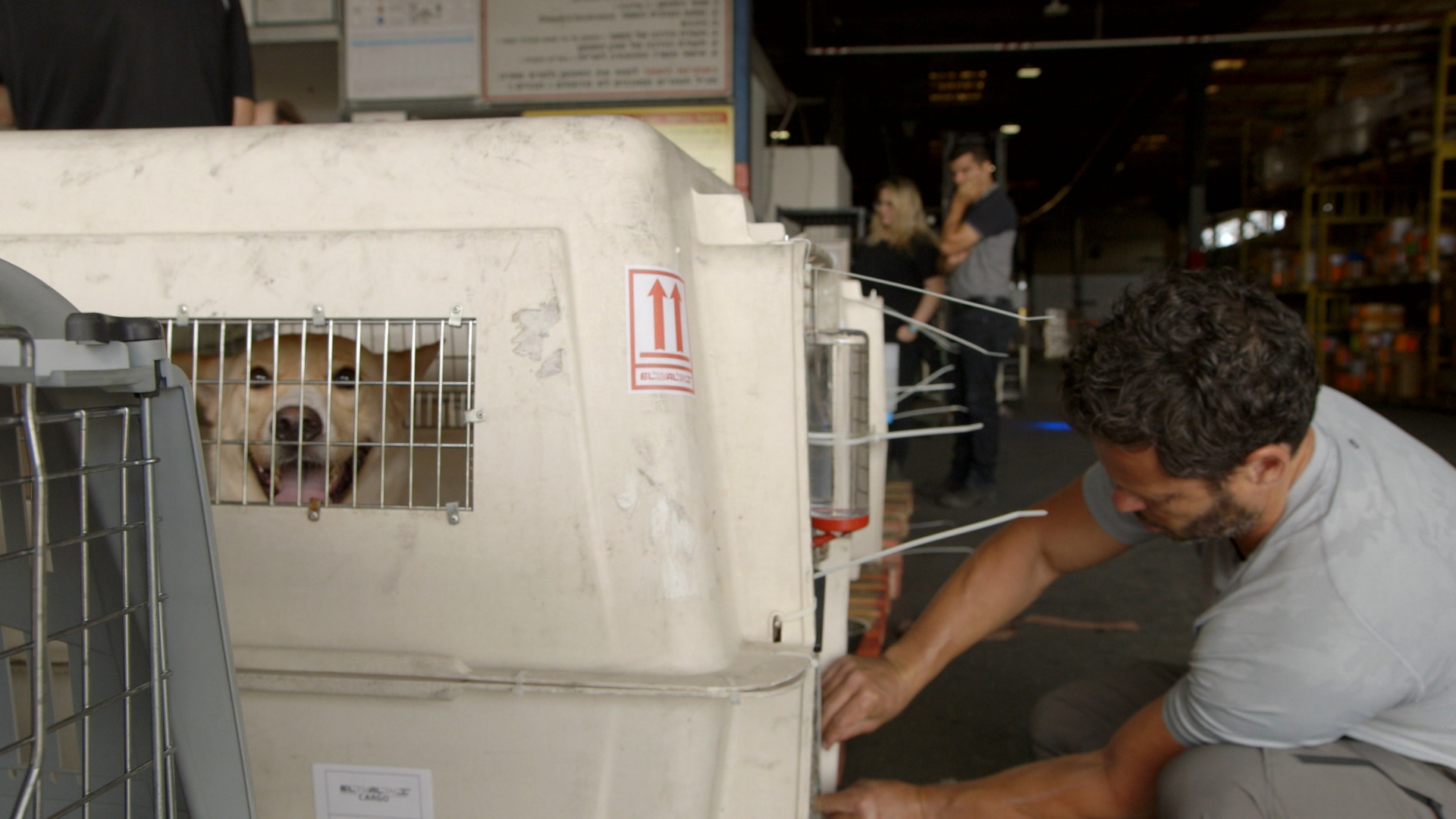 Dog Tales Rescue | CTV Life Channel | The Lede