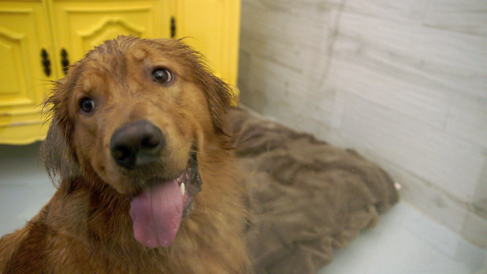 Dog Tales Rescue | CTV Life Channel | The Lede
