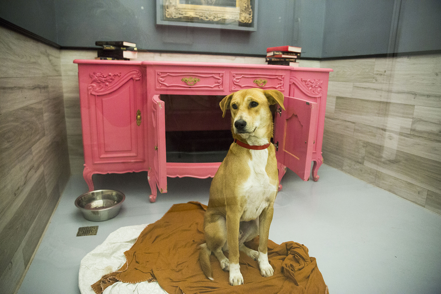 Dog Tales Rescue - Bell Media