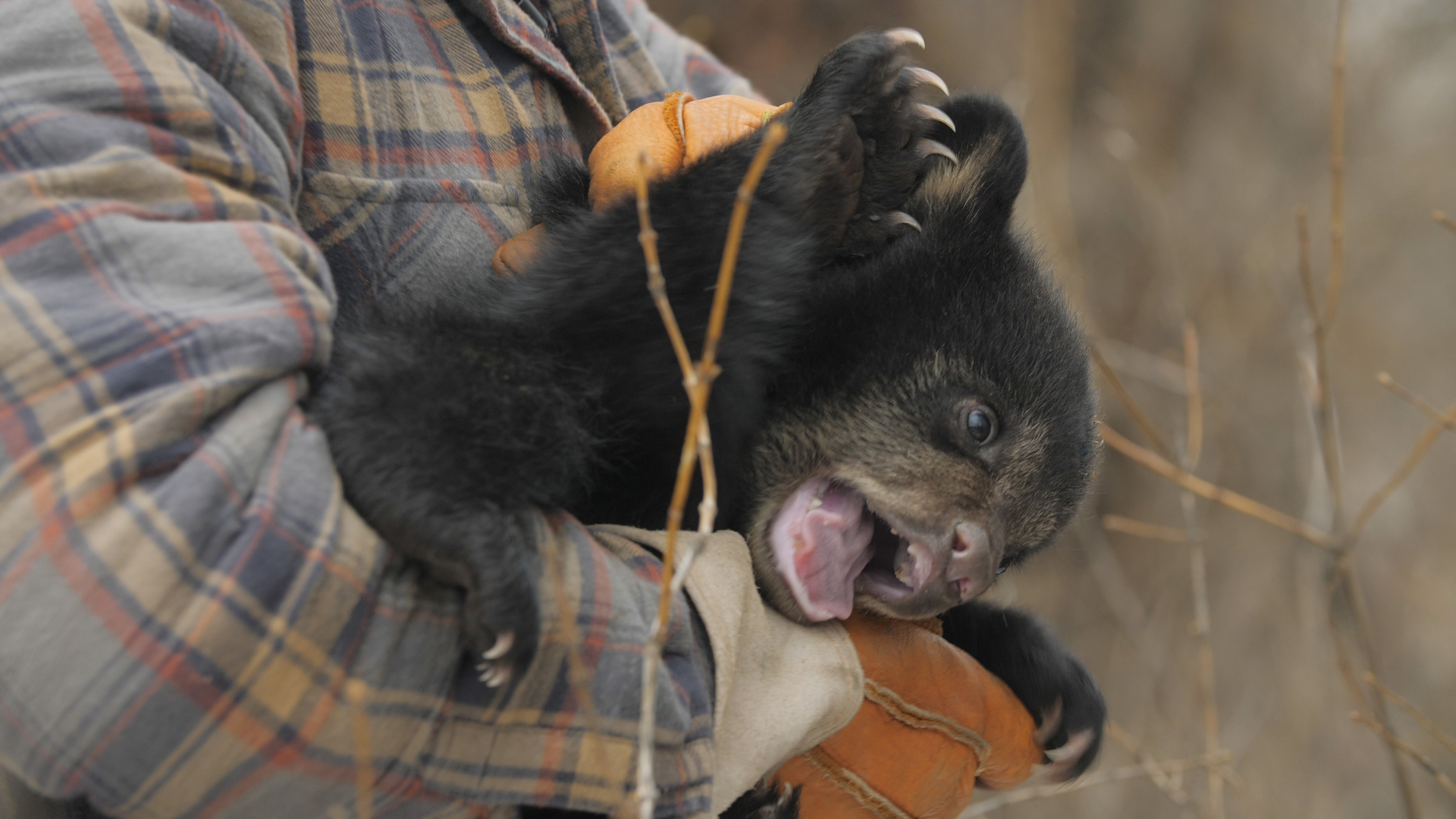 Meet The Wildlife Expert from Animal Planet’s WILD BEAR RESCUE Who ...