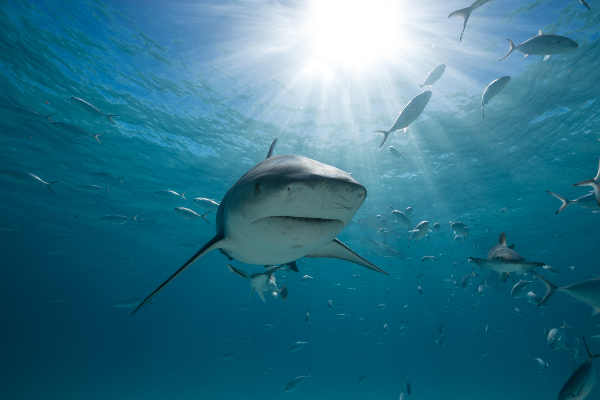 Bigger Sharks and Bigger Bites! 31st Annual SHARK WEEK Makes Massive ...