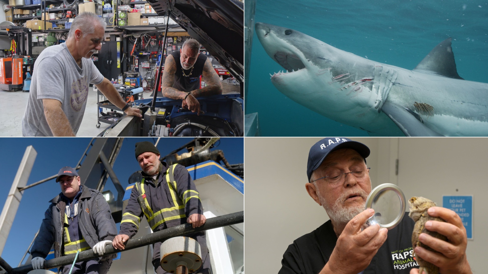 Discovery Canada Dives Into Summer with Shark Week and Returning ...